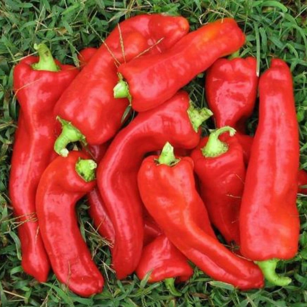 50 Organic Seeds Red MARCONI Sweet Red Pepper Paprika Italian - Etsy Canada
