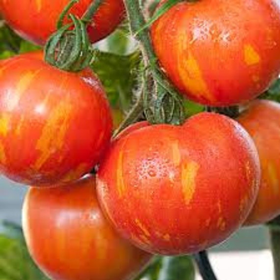 50 Organic TIGERELLA Heirloom Tomato Seeds Striped Tigerella - Etsy Canada