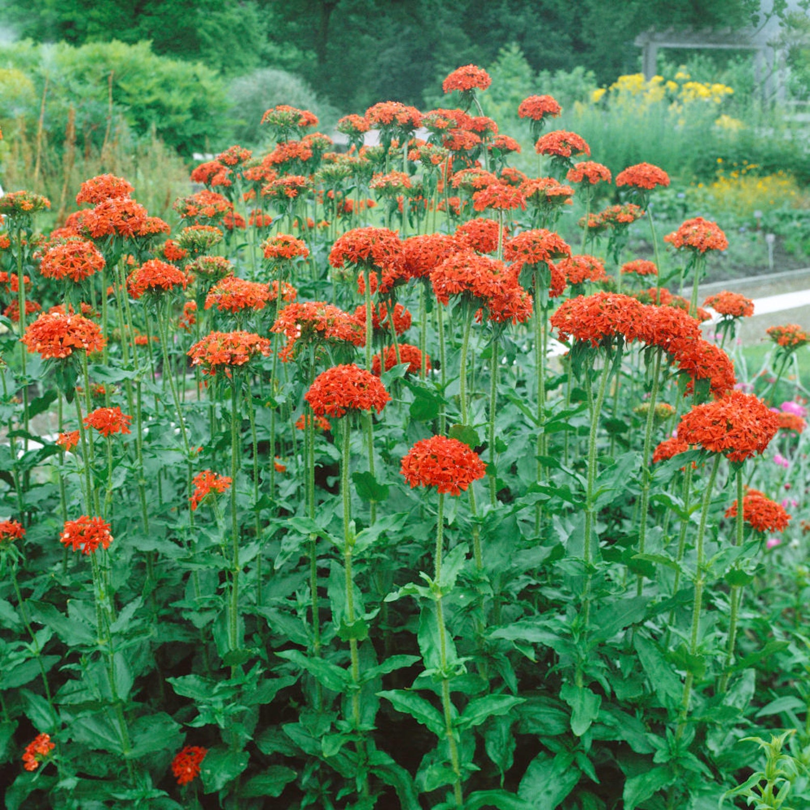 1000 Organic Lychnis Chalcedonica Organic Seeds Maltese Cross - Etsy Canada