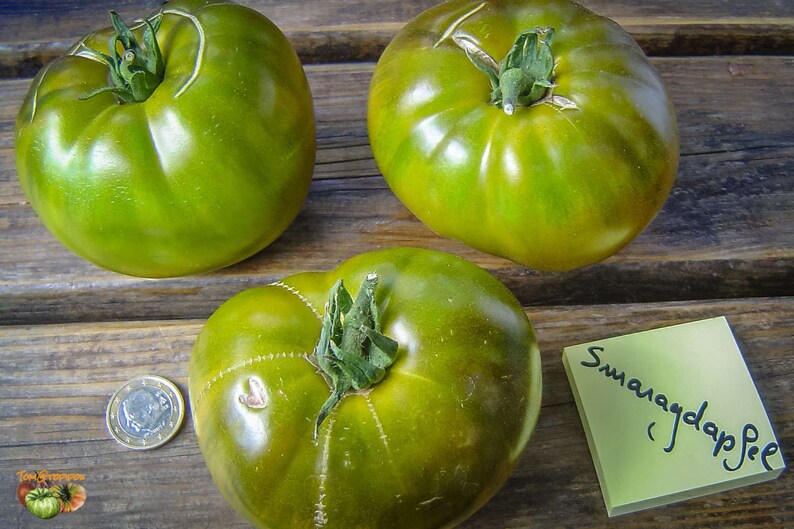 50 Organic EMERALD APPLE Tomato Seeds Rare Russian Heirloom | Etsy