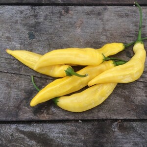 50 Bio LEMON DROP Chili Samen Hot LEMON Drop Hot Chilli Samen Peperone ...