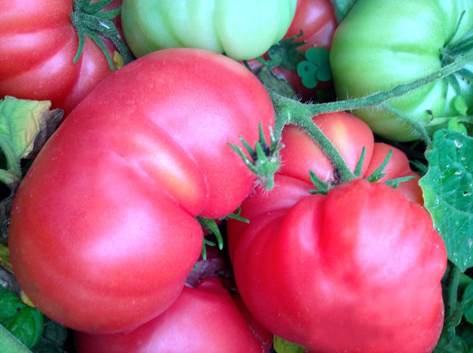 50 Organic PINK PONDEROSA Tomato SEEDS Dulce y rico sabor Open | Etsy