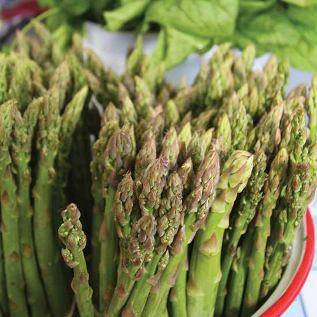 40 Spargel CONNOVERS COLOSSAL Samen Spargel Samen Zaden Asperge Körner ...