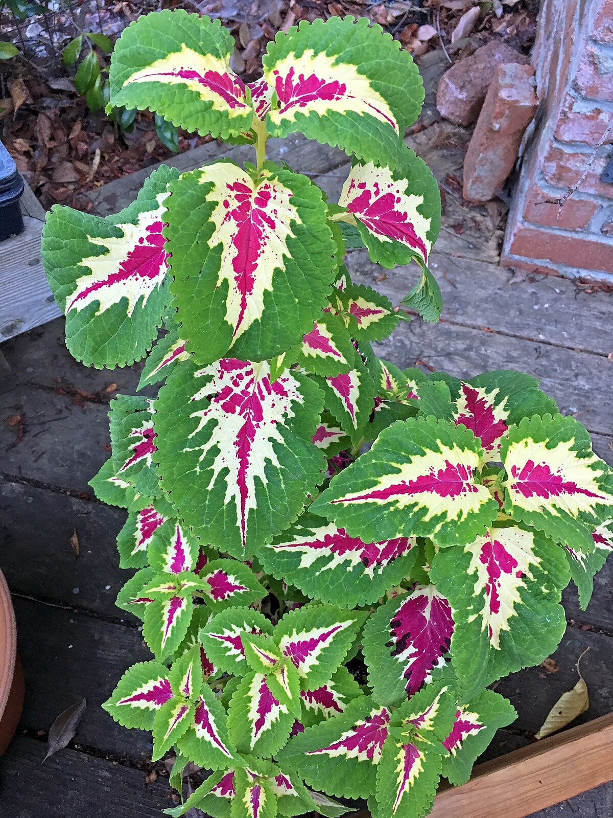 50 WIZARD ROSE Coleus Seeds Buntnessel Samen Somen Graines Semi Sementi ...