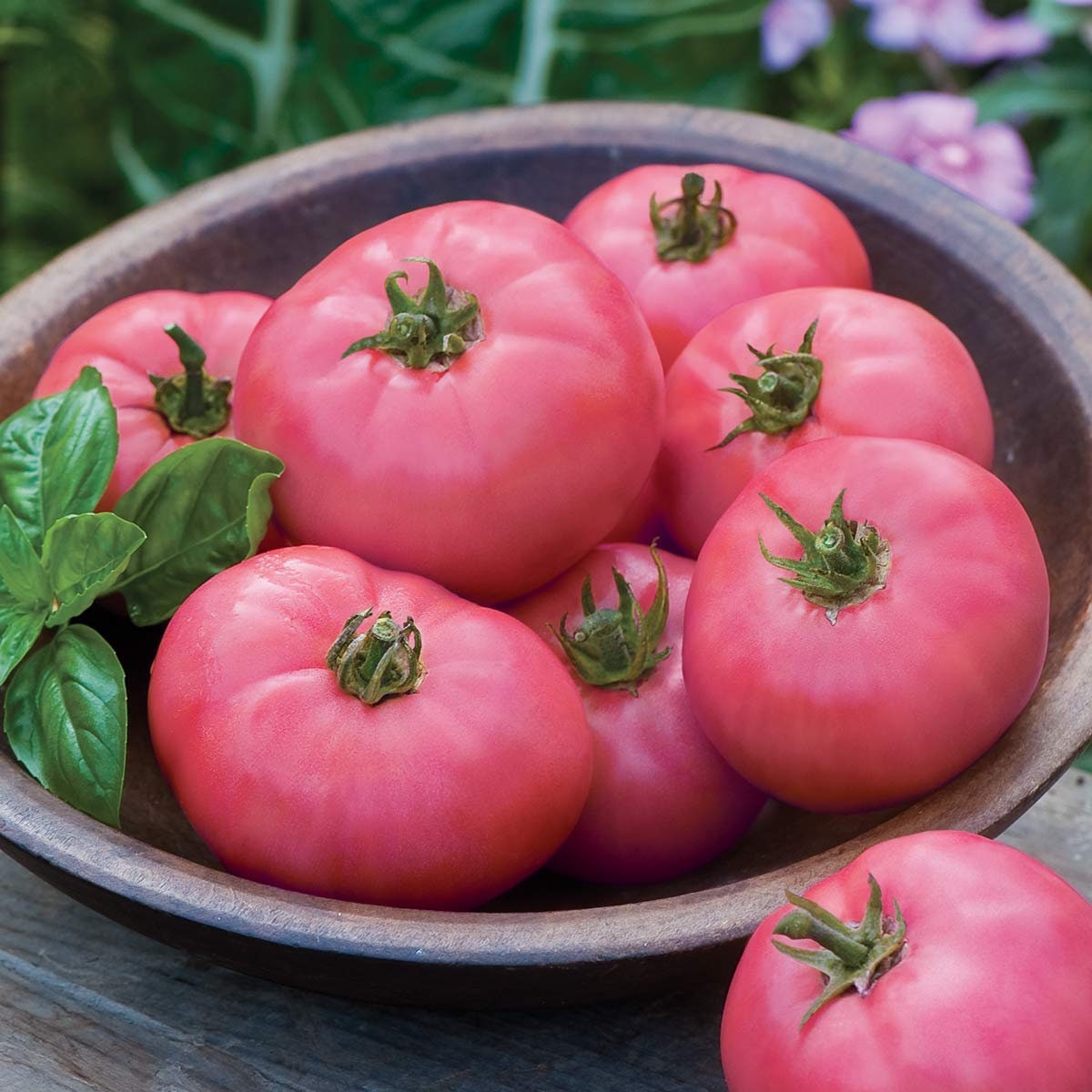 50 Organic PINK PONDEROSA Tomato SEEDS Sweet, Rich Flavour Open ...
