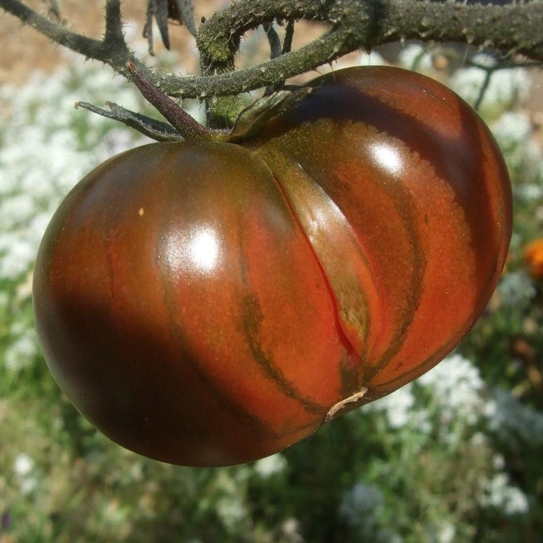 Tomate Innen Schwarz