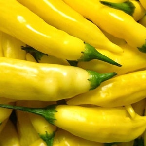 50 Bio LEMON DROP Chili Samen Hot LEMON Drop Hot Chilli Samen Peperone ...