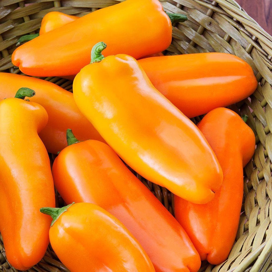 50 Organic LUNCHBOX ORANGE Mini Pepper Seeds Great Fresh Snack Ideal ...