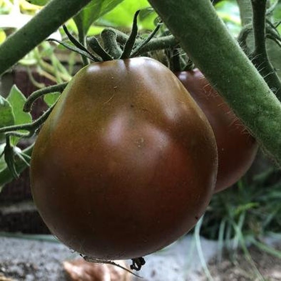 Outdoor & Gardening Black Truffle Tomato Seeds Seeds & Seed Bombs etna ...