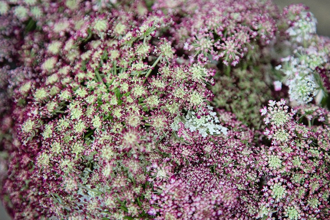 1000 Organic DARA Seeds Daucus Carota Chocolate Lace Flower | Etsy