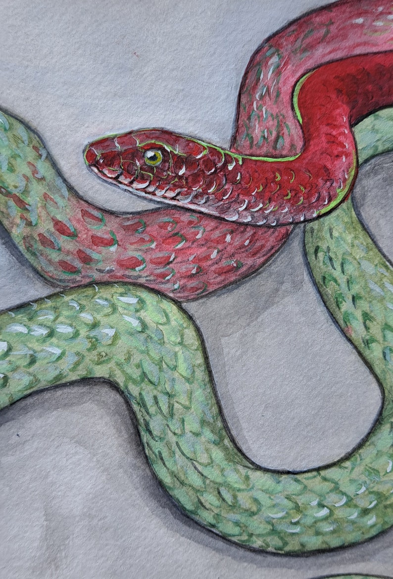 Red Green Snake Original Painting Gouache Matted Snake Complimentary ...