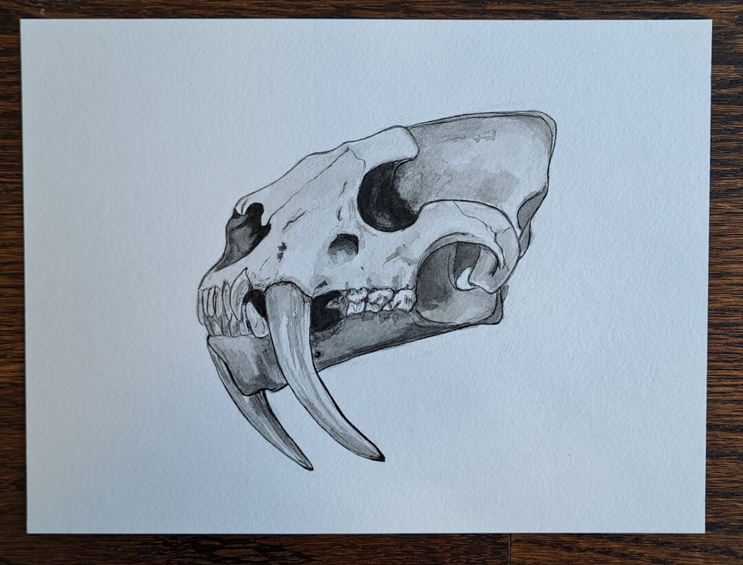Smilodon Skull Original Ink Painting Saber-toothed Cat Bones Skeleton ...