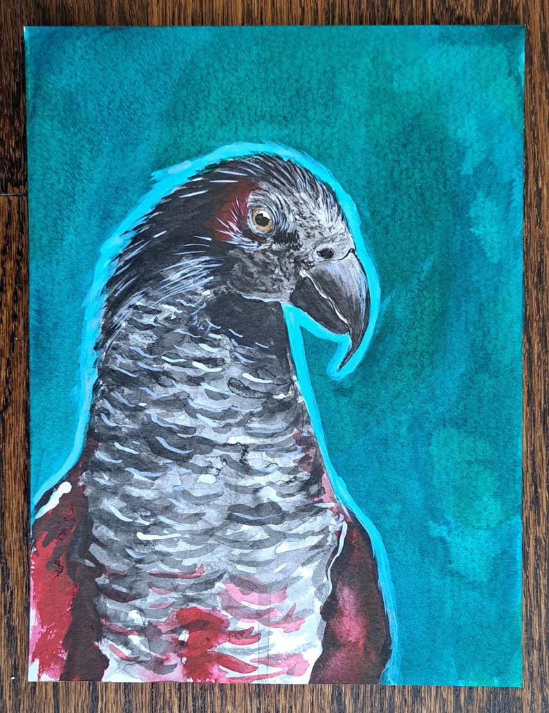 Pesquet's Parrot Aka Dracula Parrot Original Ink Painting Vampire Bird ...