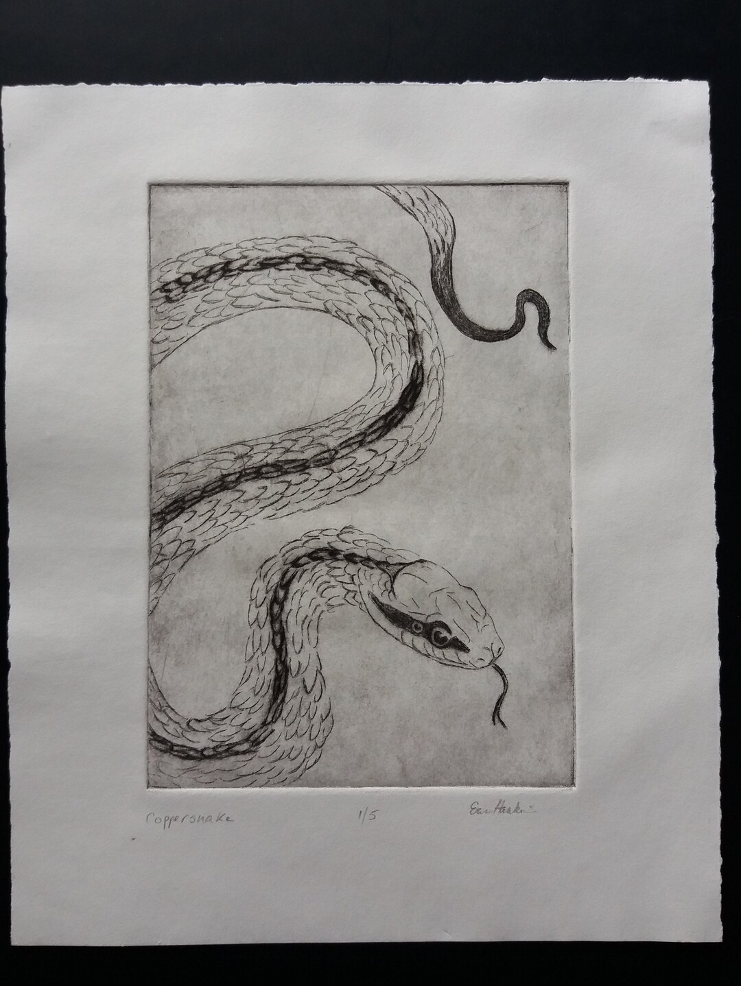 Snake Copper Plate Etching Limited Numbered Edition 1/5 intaglio ...