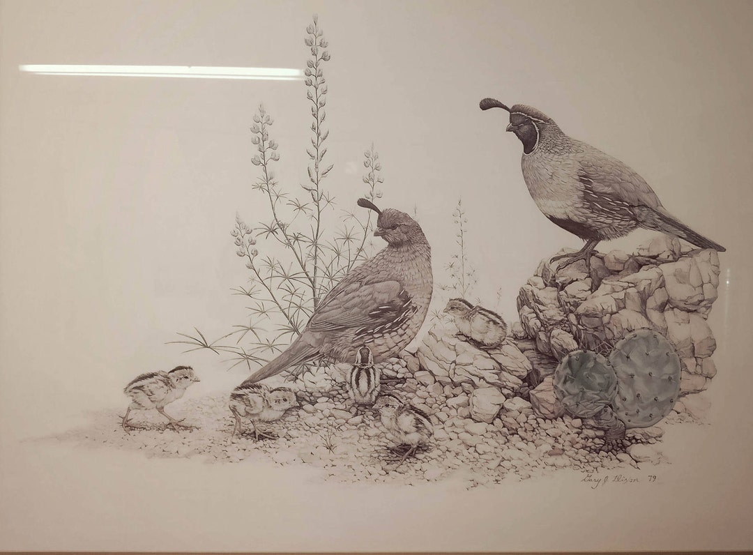 Quail Nature Poster 25"x19", Gambel's Quail Print, Quality Nature Print ...