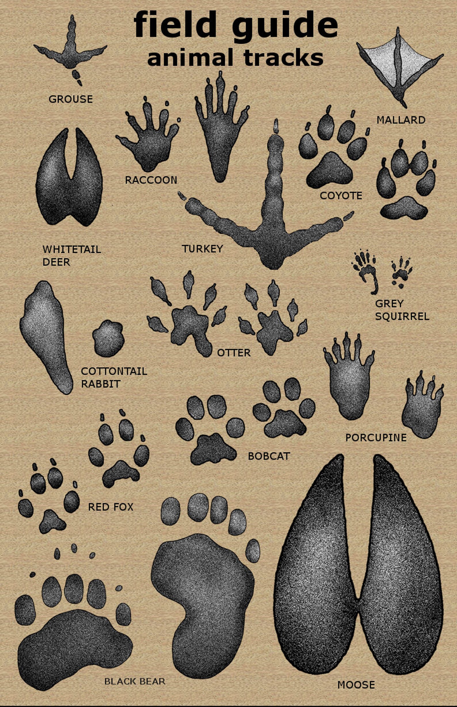 11" X 17" Animal Tracks Field Guide Poster - Etsy