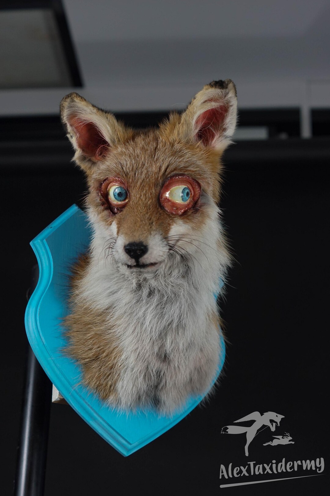 Disturbing Fox With Human Eyes. Shoulder Size Taxidermy Wall Decor - Etsy