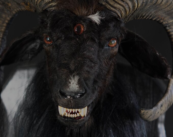 Demon Fox With Antlers. Shoulder Size Taxidermy Wall Decor - Etsy