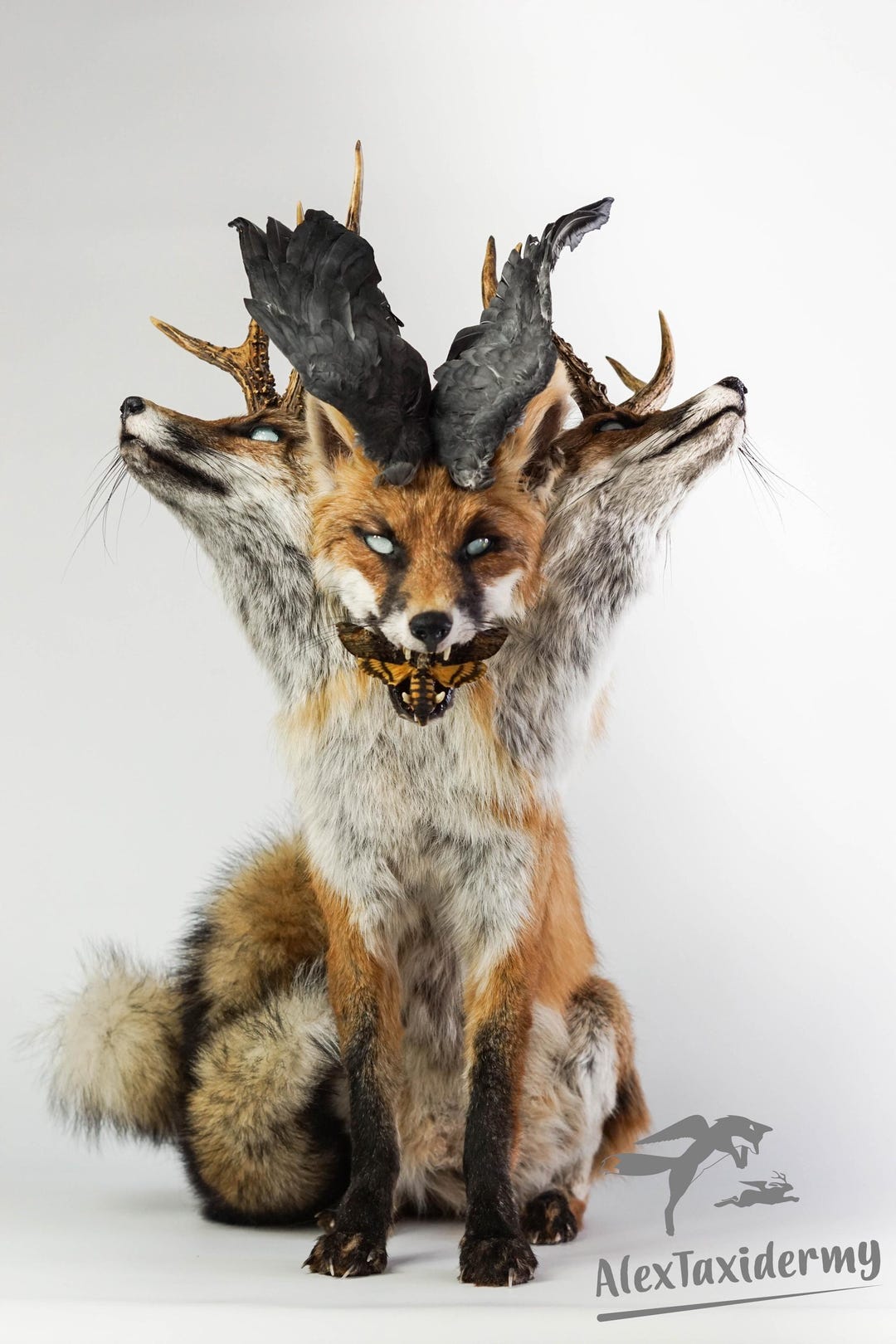 Cerberus - the Three-headed Fox. Life Size Real Taxidermy Fox Animal Mount. - Etsy