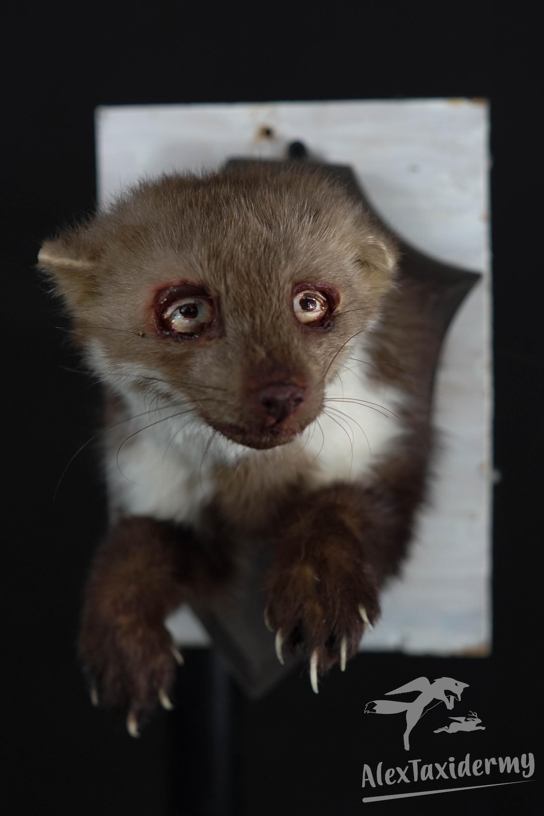 Disturbing Marten With Human Eyes. Shoulder Size Taxidermy Wall Decor ...