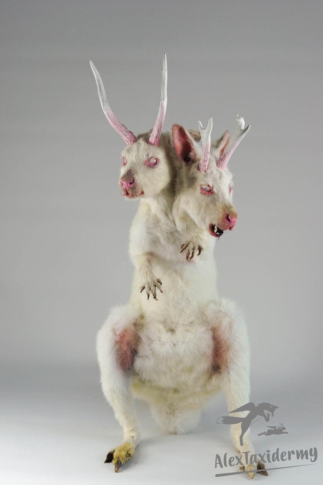 Two-headed Demon Wallaby. Taxidermy White Kangaroo. Oryginal Animal Art ...
