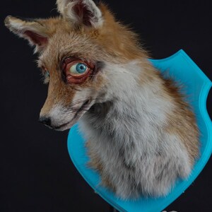 Disturbing Fox With Human Eyes. Shoulder Size Taxidermy Wall Decor - Etsy