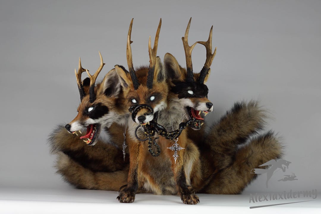 Black Cerberus - the Three-headed Fox. Life Size Real Taxidermy Fox ...