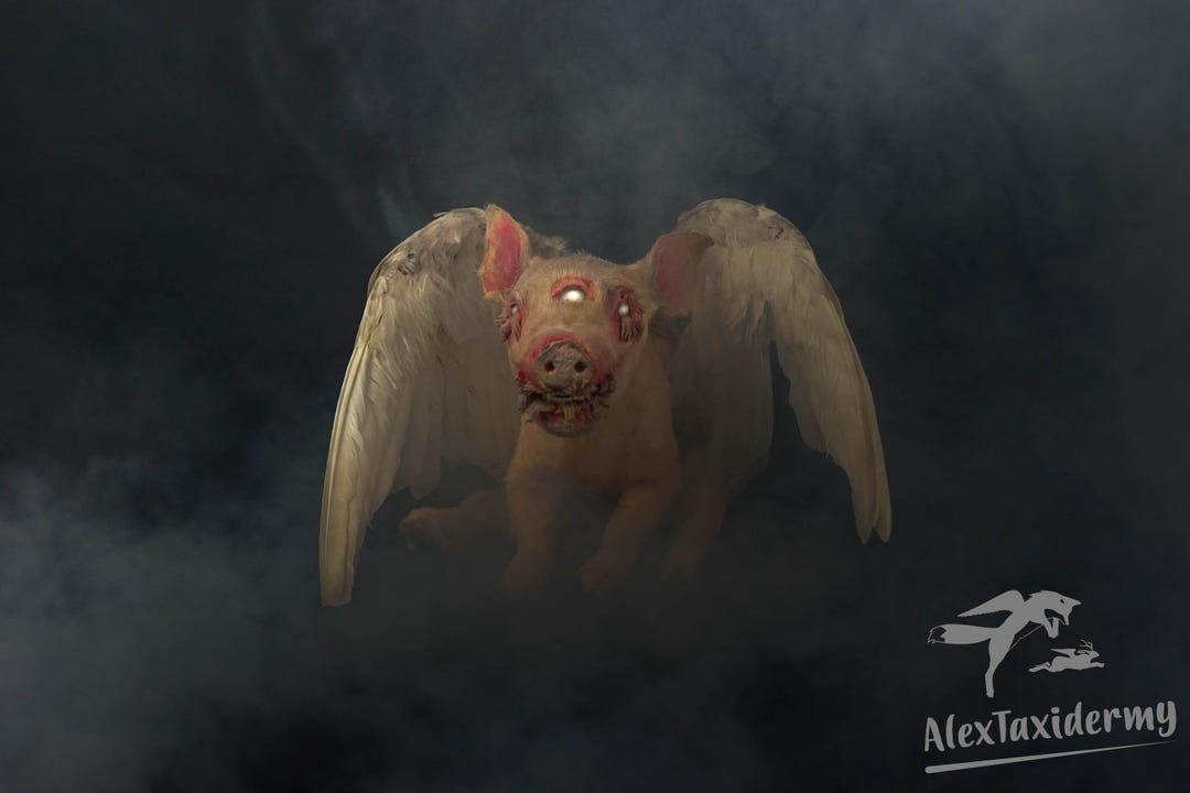 Demon Piglet With Wings. Taxidermy Real Domestic Pig. Oryginal Animal ...