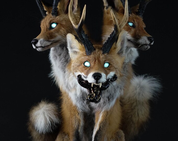 Cerberus - the Three-headed Fox. Life Size Real Taxidermy Fox Animal ...