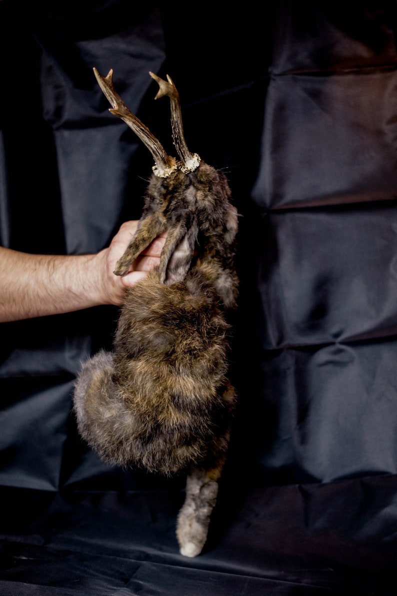 Original monster jackalope with face. Real art taxidermy | Etsy