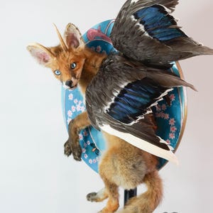 Flying Fox Cub With Wings. Oryginal Animal Art Mounts Curiosities Gift ...