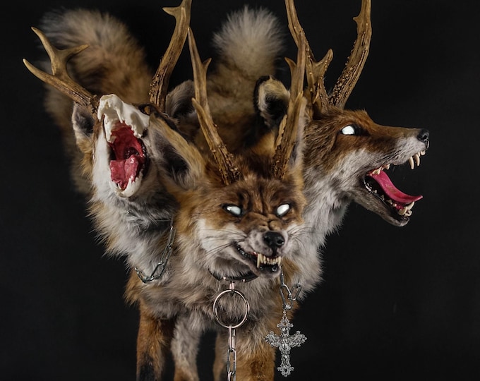 Cerberus - the Three-headed Fox of Death. Life Size Real Taxidermy Fox Animal Mount. - Etsy