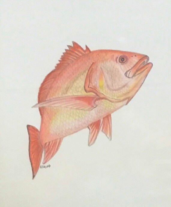 Red Snapper Fish Original Color Pencil Drawing fish marine | Etsy