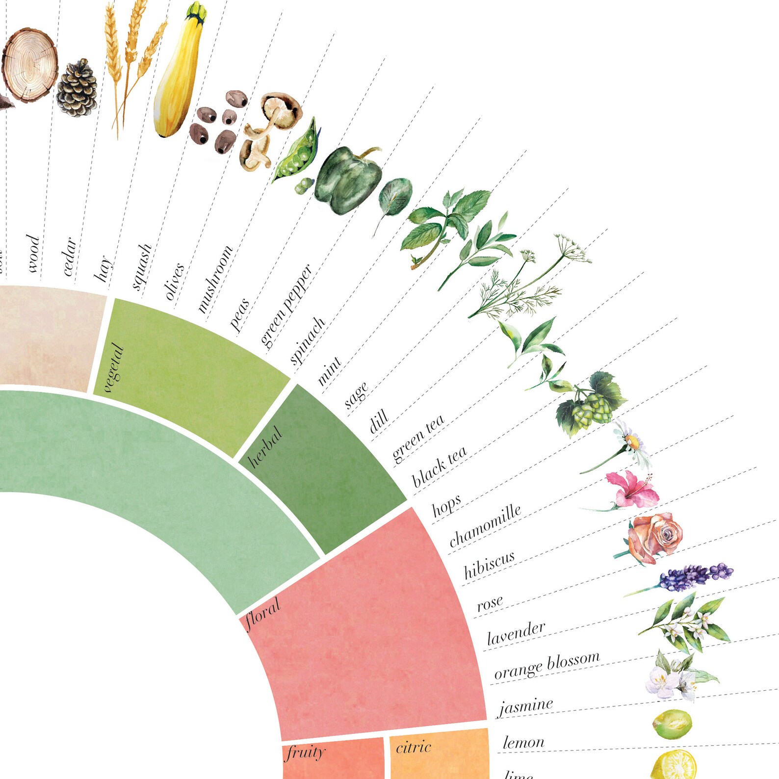 Coffee Flavor Wheel Art Print wall art wall decor | Etsy