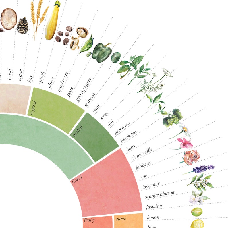 Coffee Flavor Wheel Art Print wall art wall decor | Etsy