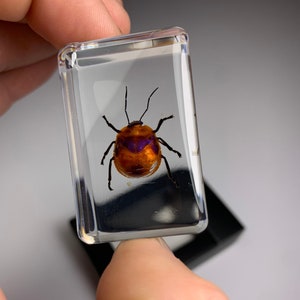 REAL Bug in Resin! Flower Bug! Nymph Specimen. High Quality! - Etsy