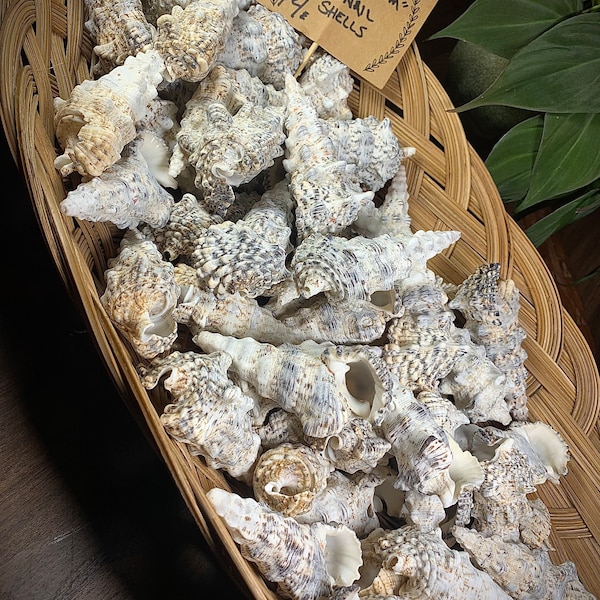 Sea Snail Shell - Etsy