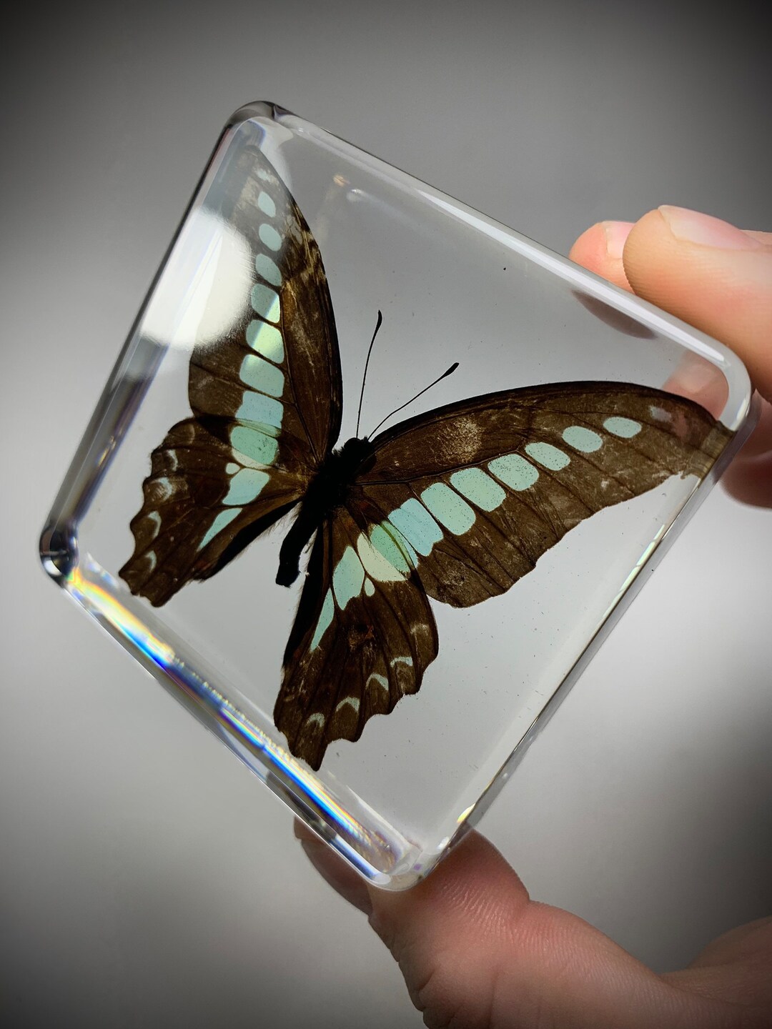Real Butterfly Insect in Resin. Graphium Sarpedon Specimen - Etsy
