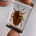 REAL Bug in Resin Lychee Stink Bug adult Specimen. High Quality Lucite ...