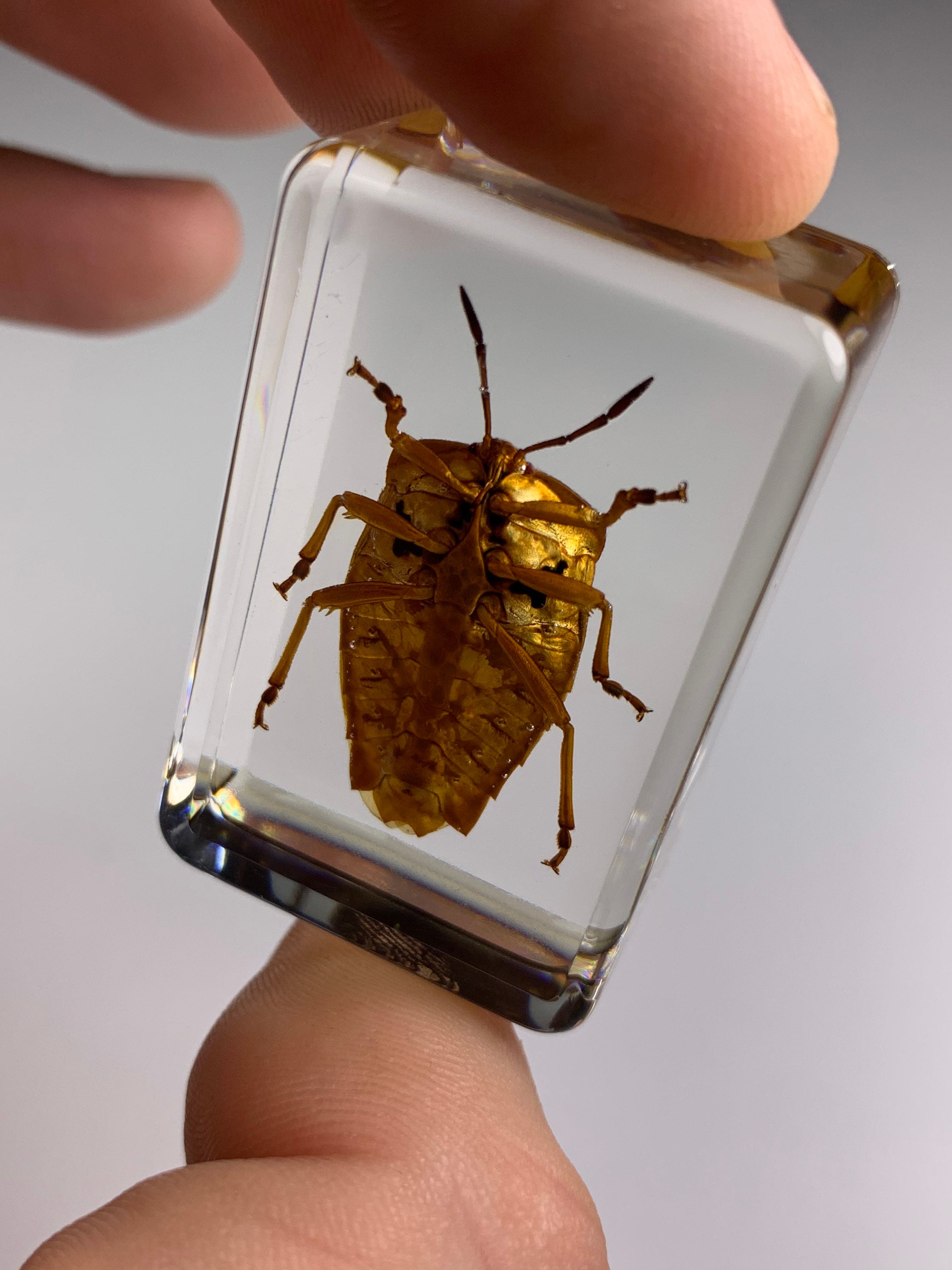 REAL Bug in Resin Lychee Stink Bug adult Specimen. High - Etsy