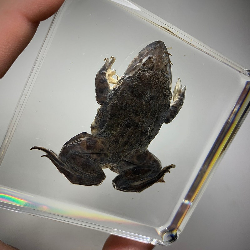 Real Frog - Etsy