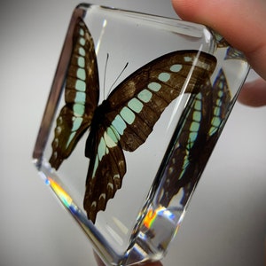 Real Butterfly Insect in Resin. Graphium Sarpedon Specimen - Etsy