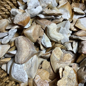 Prehistoric Fossilized Corax Shark Tooth! | Extinct Shark Tooth ...