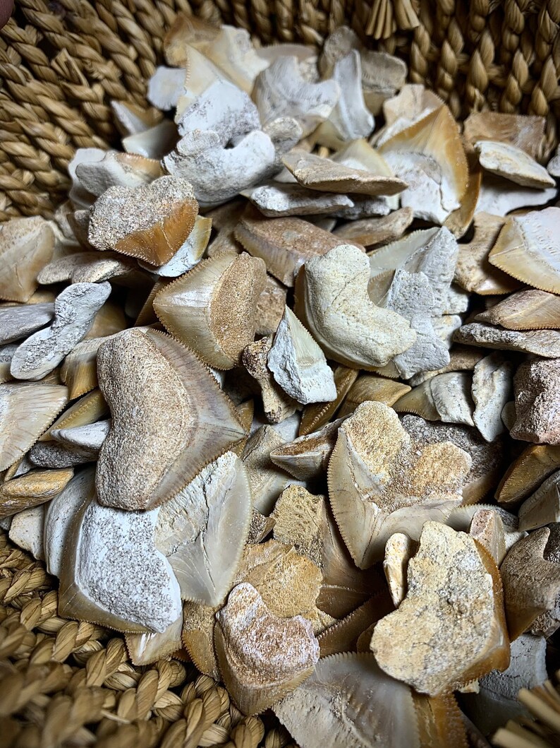 Prehistoric Fossilized Corax Shark Tooth Extinct Shark - Etsy