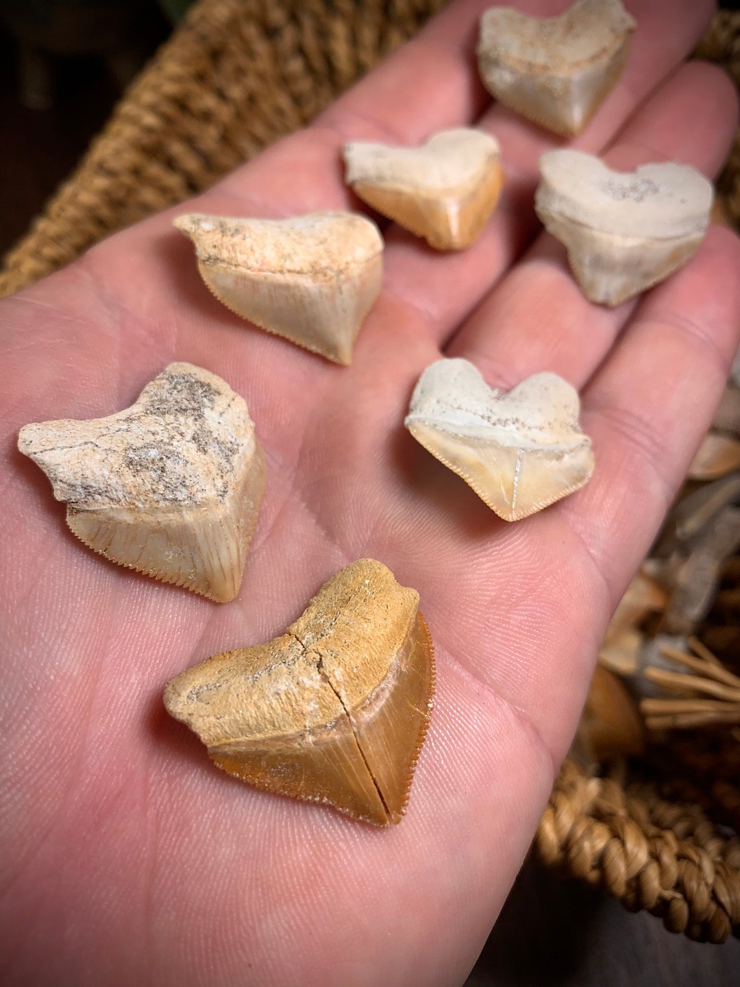 Prehistoric Fossilized Corax Shark Tooth! | Extinct Shark Tooth ...