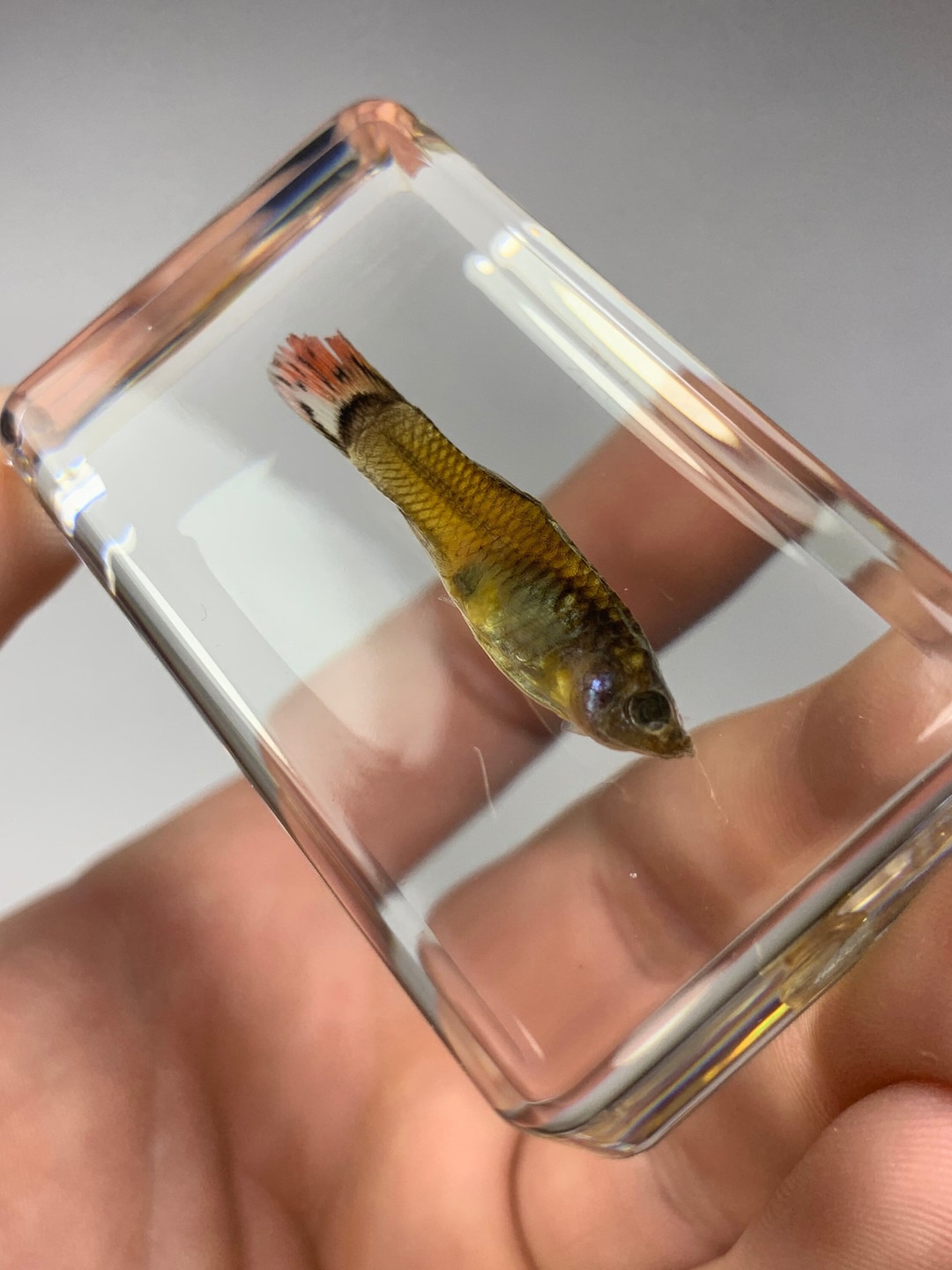 Real Guppy Fish Specimen in Lucite Resin Unique Gift. Educational Tool ...