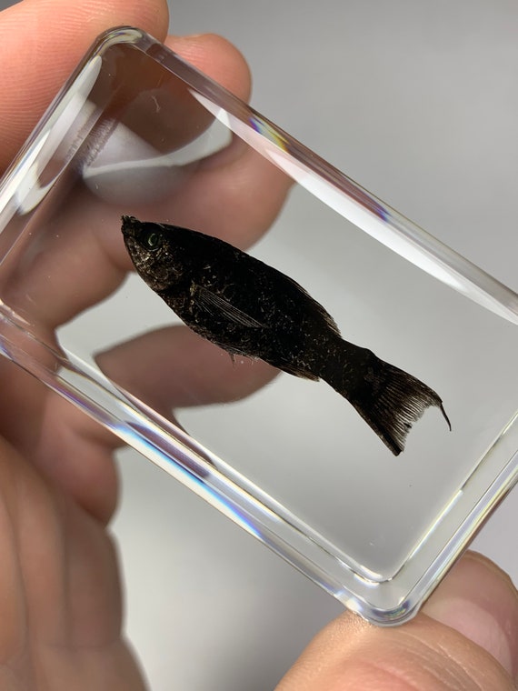 Real Unique Fish