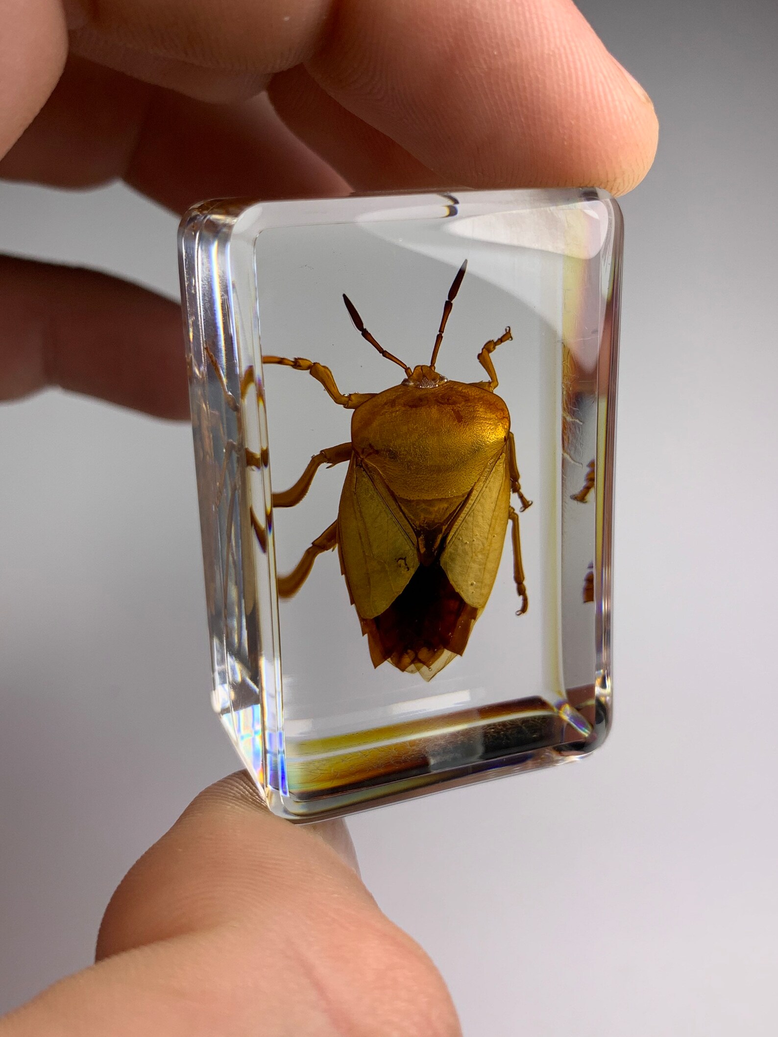 REAL Bug in Resin Lychee Stink Bug adult Specimen. High - Etsy
