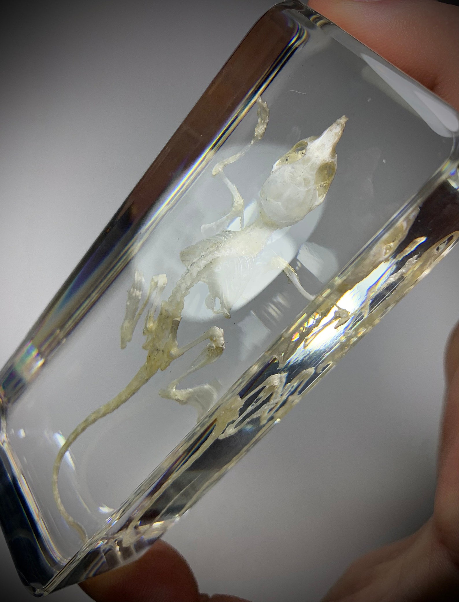 Real Mouse Skeleton High Quality Taxidermy Specimen. Mouse in - Etsy