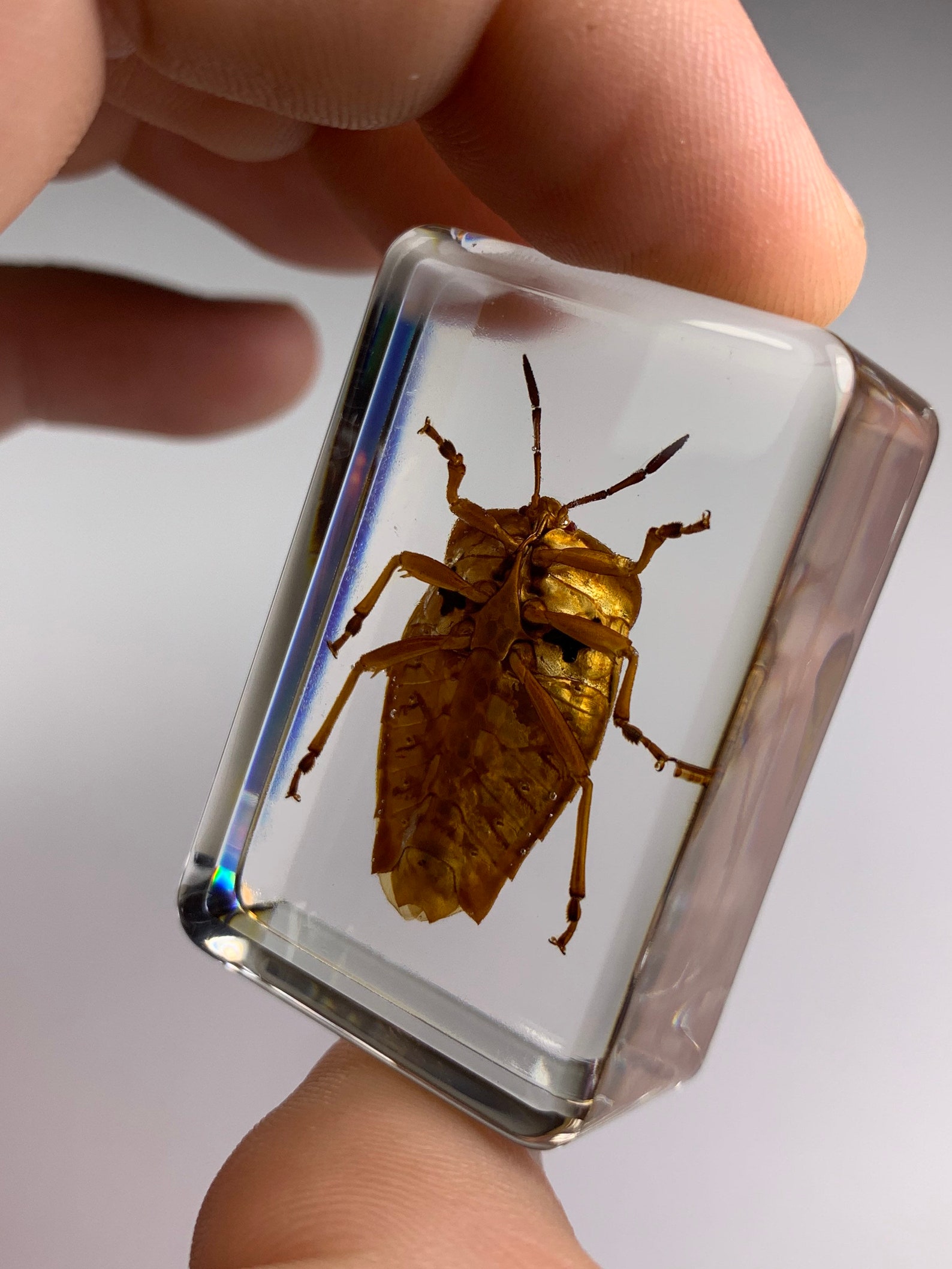 REAL Bug in Resin Lychee Stink Bug adult Specimen. High - Etsy